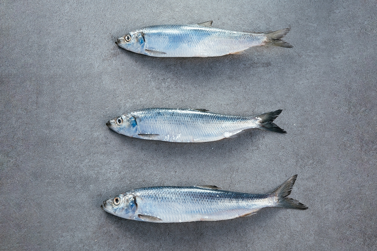 Herring (Clupea Harengus)